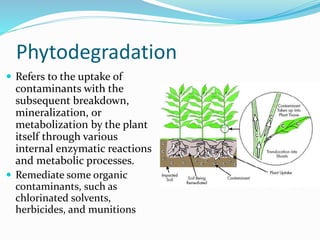 Phytoremediation | PPTX