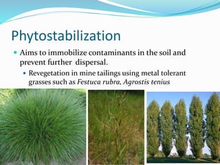Phytoremediation | PPT