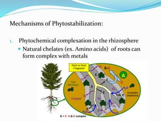Phytoremediation | PPT