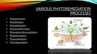 Phytoremediation: Harnessing Nature's Power with Phytoremediation | PPTX