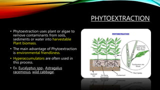 Phytoremediation: Harnessing Nature's Power with Phytoremediation | PPT