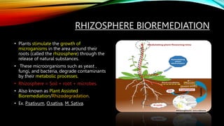 Phytoremediation: Harnessing Nature's Power with Phytoremediation | PPT