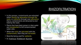 Phytoremediation: Harnessing Nature's Power with Phytoremediation | PPTX