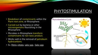 Phytoremediation: Harnessing Nature's Power with Phytoremediation | PPTX