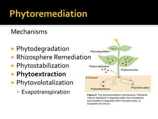 Phytoremediation of radionuclides | PPT