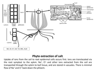 Phytoremediation, an eco-friendly approach in present scenario for Salt ...