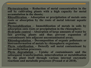Phyto remediation ppt.pptx