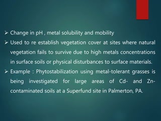 Phytoremediation vimlesh verma | PPTX