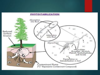 Phytoremediation vimlesh verma | PPTX