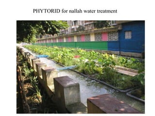 Phytorid Wastewater Treatment Technology- Decentralised & Ecosystem ...