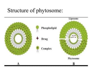 Phytosome-WPS Office.pptx