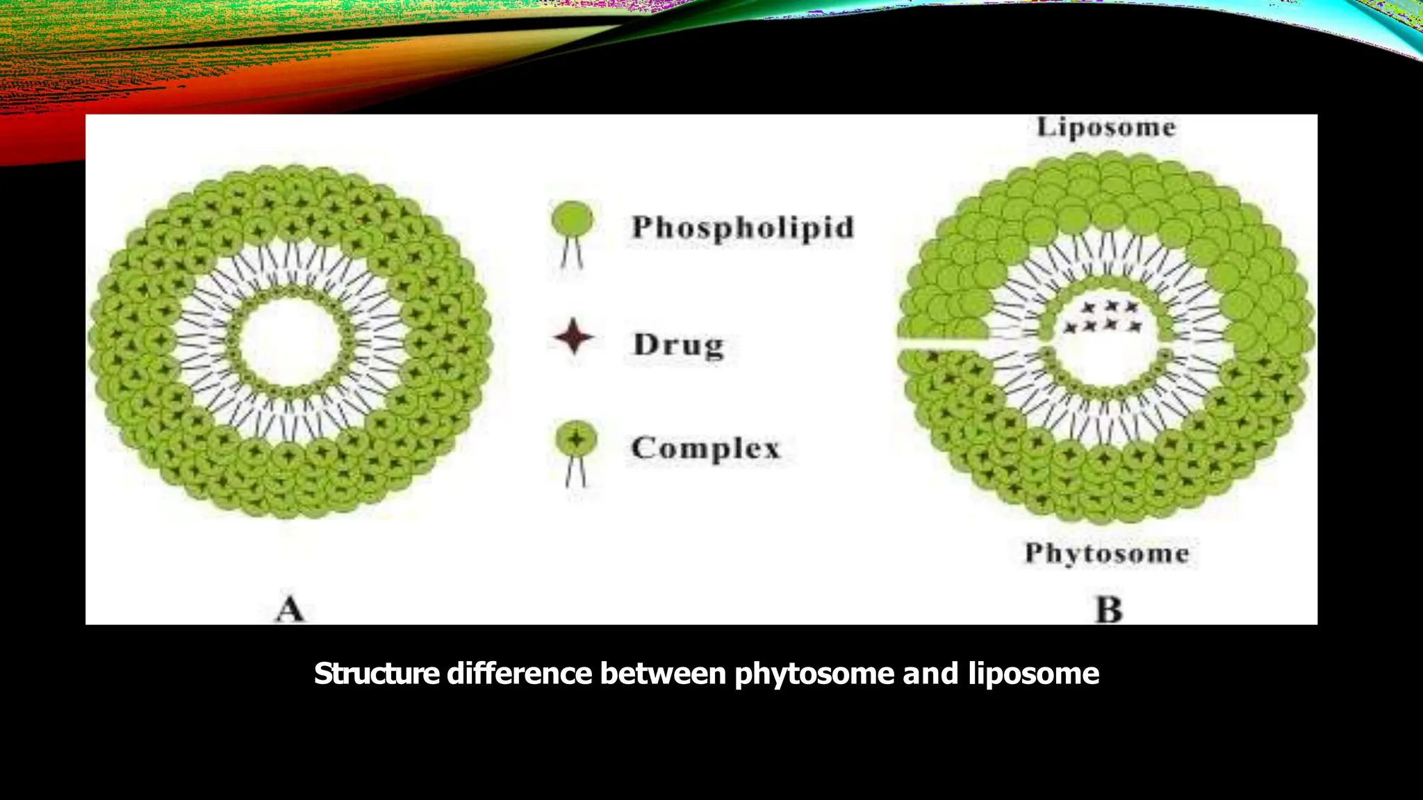 phytosomes.pptx NDDS and herbal drugs. Recent advances | PPTX