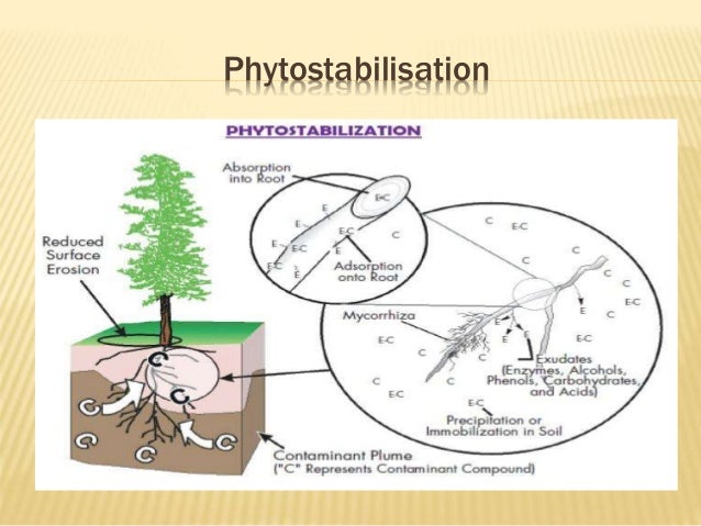 Phyto stabilisation
