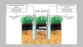 Bioremediation -phytostabilization And It's Types | PPTX