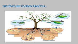 Bioremediation -phytostabilization And It's Types | PPTX