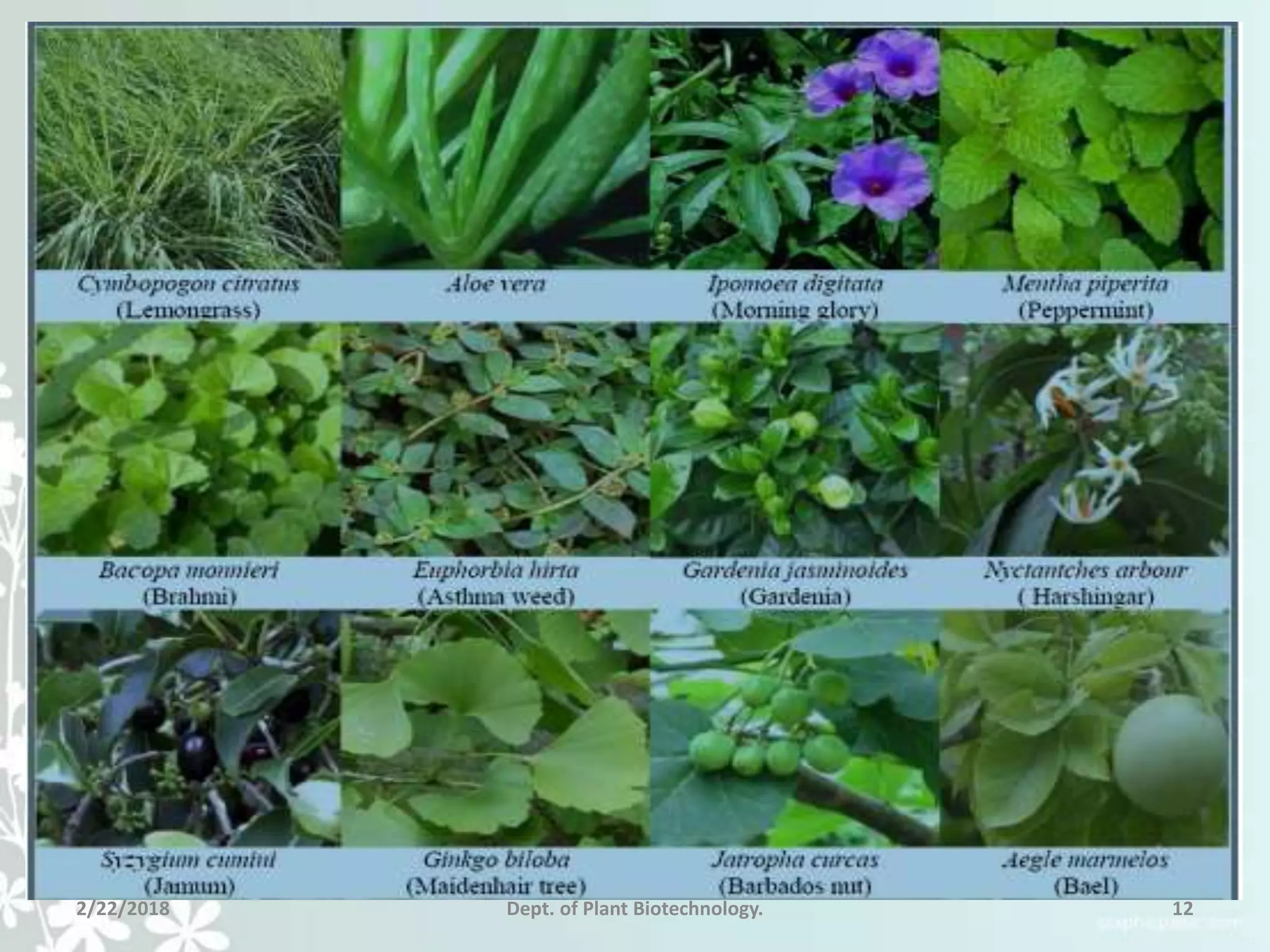 Phytosynthesis metal nanoparticle | PPTX