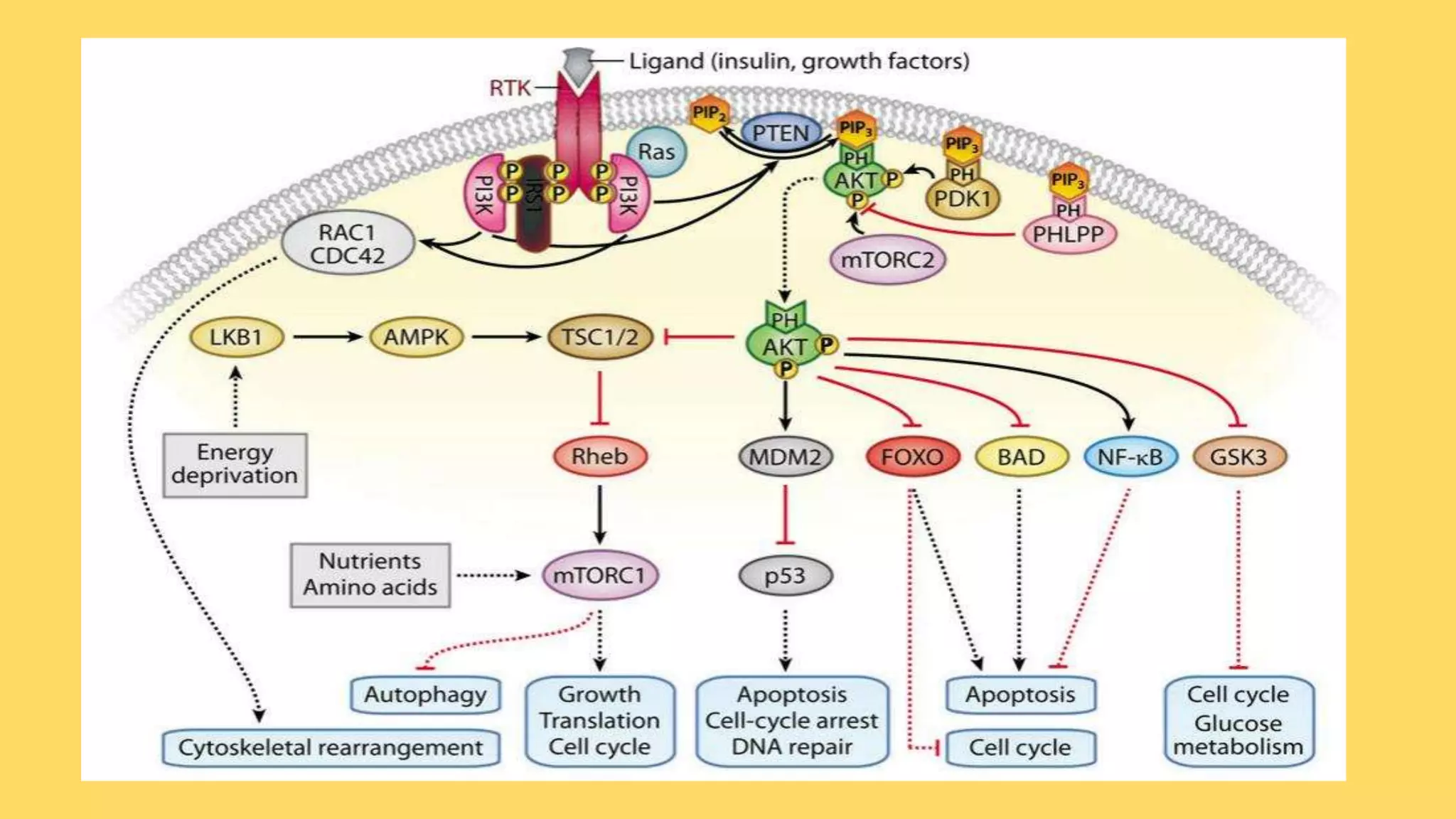 PI3 kinase pathway | PPTX | Endocrine and Metabolic Diseases | Diseases ...