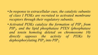 PI3 kinase pathway | PPTX