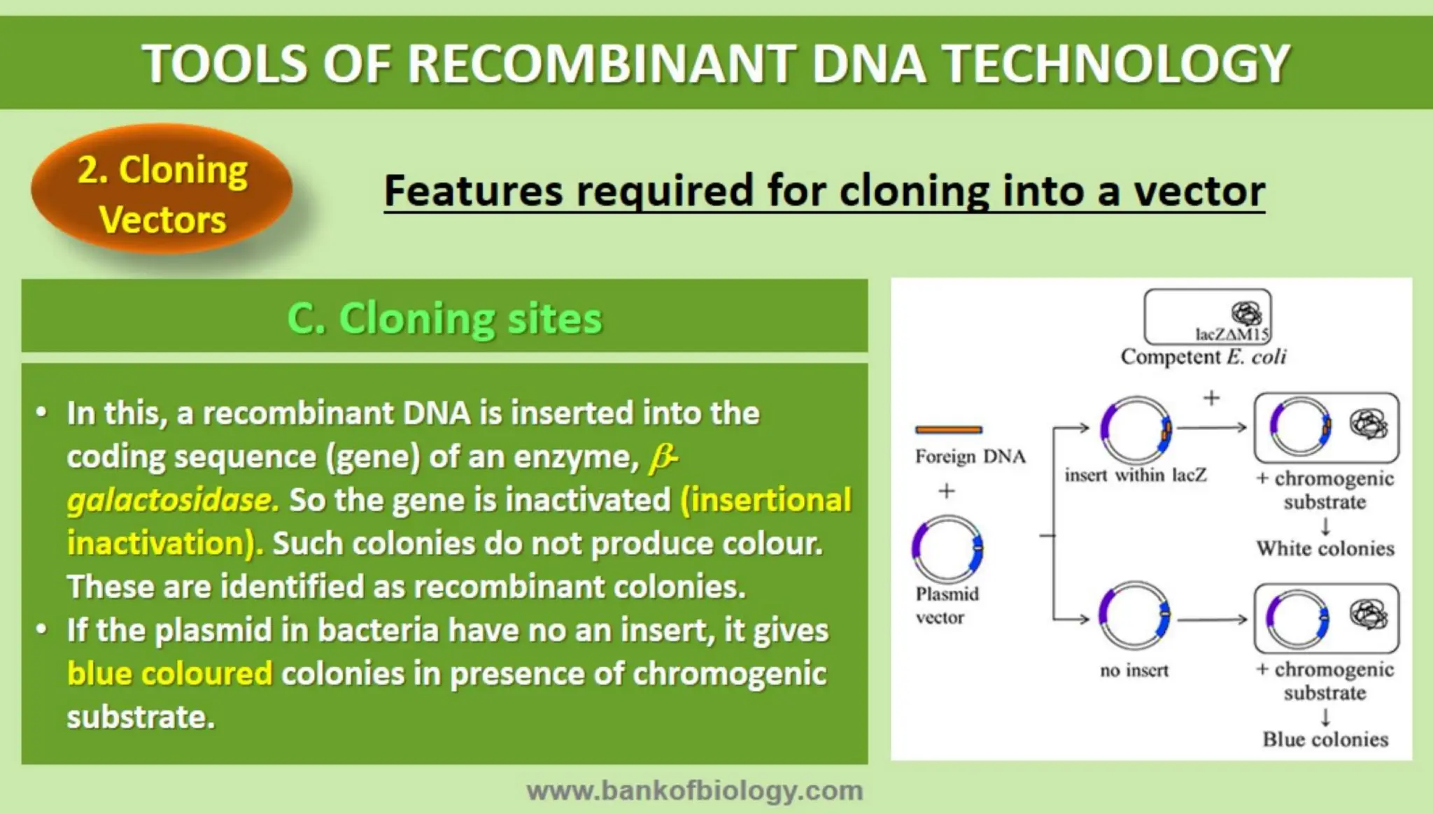 Pi7_Tool_11-12 Biotechnology principles n processes ppt part 1.pdf