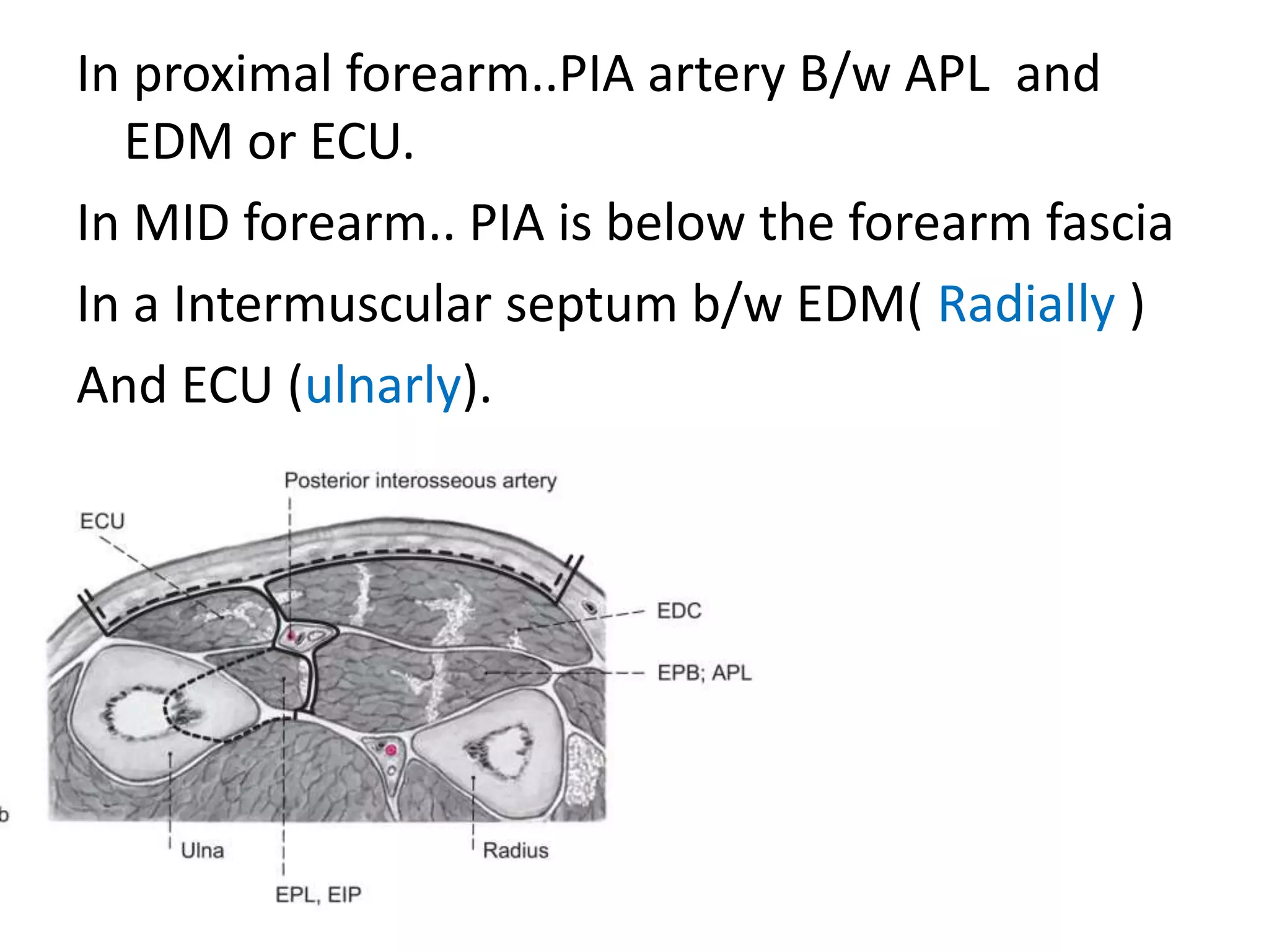 Posterior interosseous artery flap | PPTX