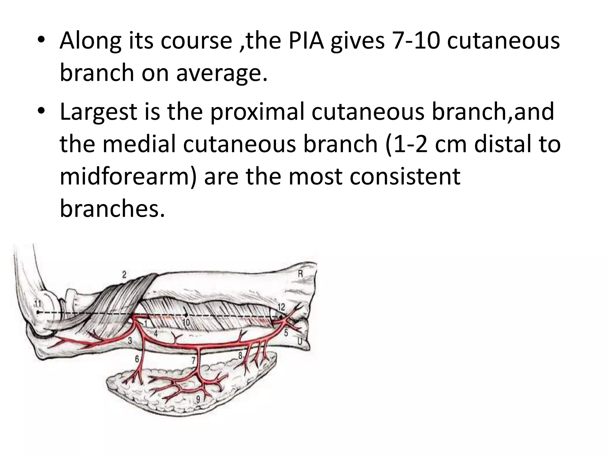 Posterior interosseous artery flap | PPTX