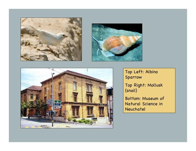 Piaget and Cognitive Development | PPT