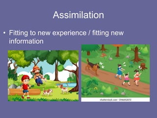 Jean Piaget Theory Of Cognitive Development | PPT