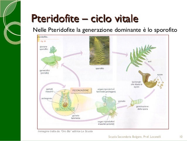 Ciclo Vitale Delle Pteridofite