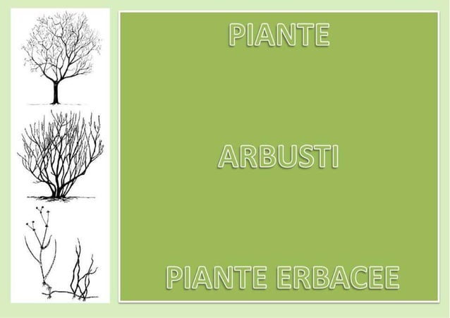 Piante ,arbusti, erbacee | PDF