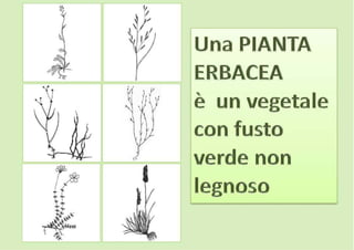 Piante ,arbusti, erbacee | PDF