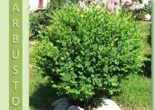 Piante ,arbusti, erbacee | PDF