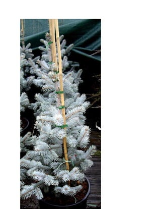 Picea pungens hoopsii | DOCX