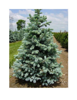 Picea pungens hoopsii | DOCX