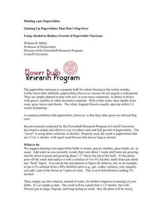 Pickling your paperwhites | PDF