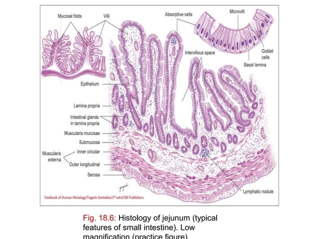 PIC OF HISTPOLOGY DU JEJUNUM ILEUM.pptx