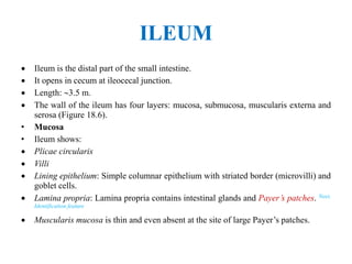 PIC OF HISTPOLOGY DU JEJUNUM ILEUM.pptx