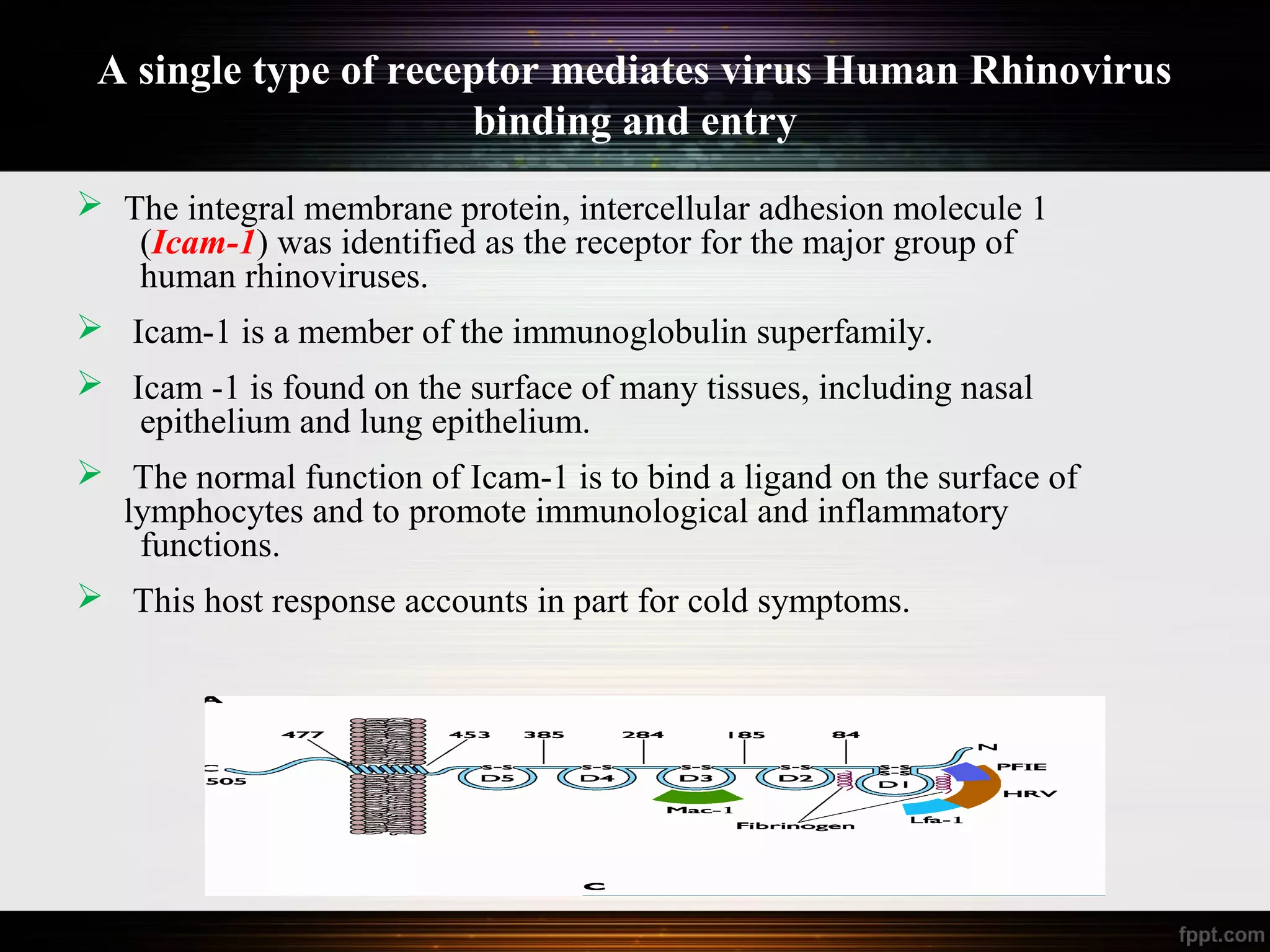 Picornavirus | PPT