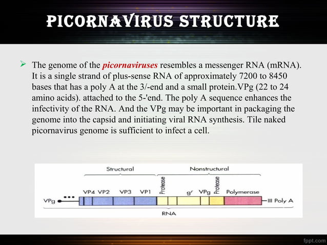 Picornavirus | PPT