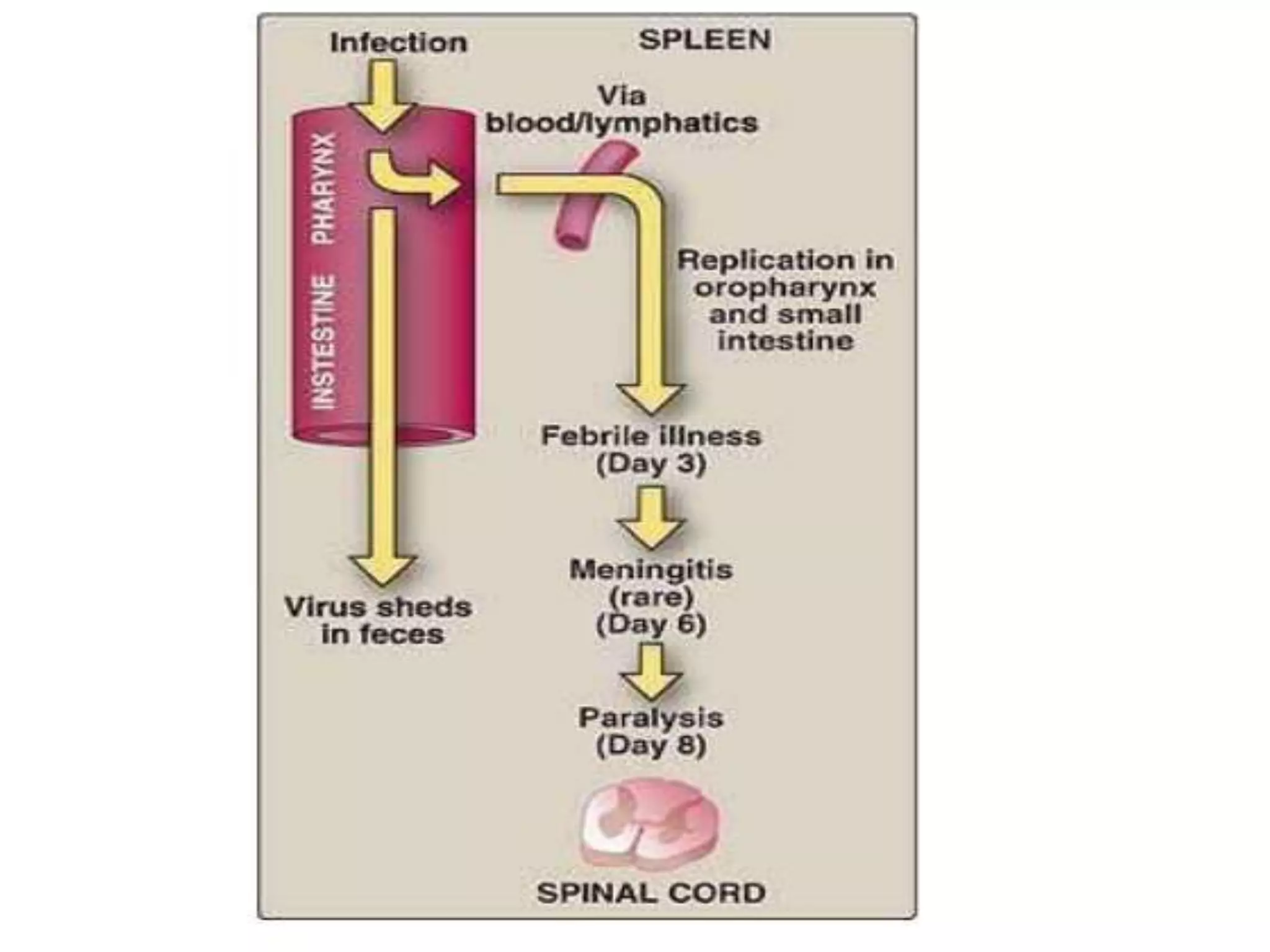 Picorna viruses | PPT