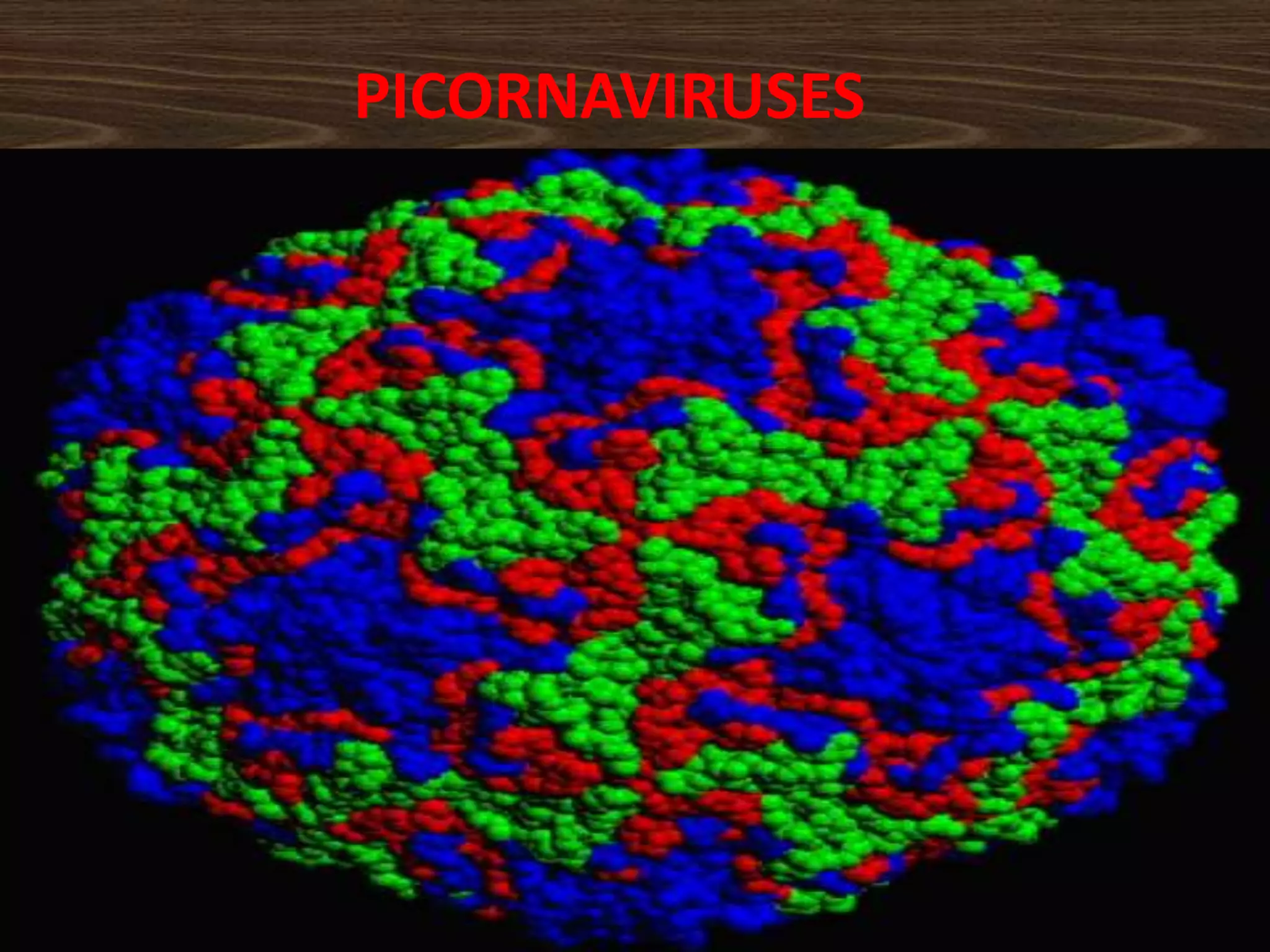 Picornaviruses | PPTX
