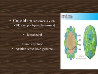 Picornaviruses | PPTX