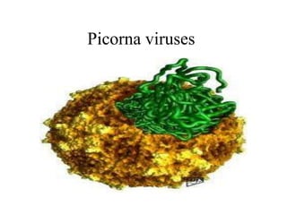 Picorna viruses | PPT