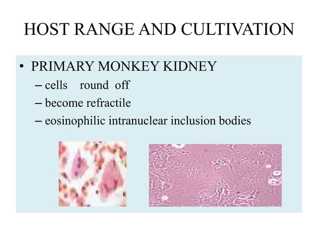 Picorna viruses | PPT