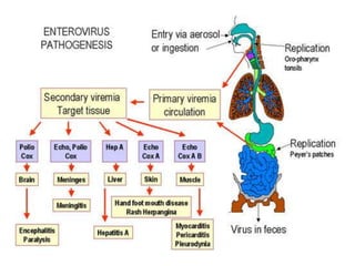 Picorna viruses | PPT