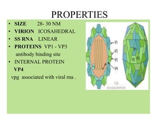 Picorna viruses | PPTX