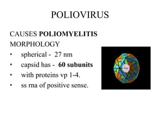 Picorna viruses | PPTX