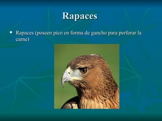 Picos de aves según su alimentación | PPT