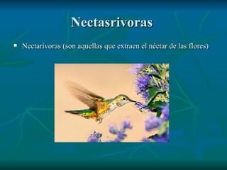 Picos de aves según su alimentación | PPT