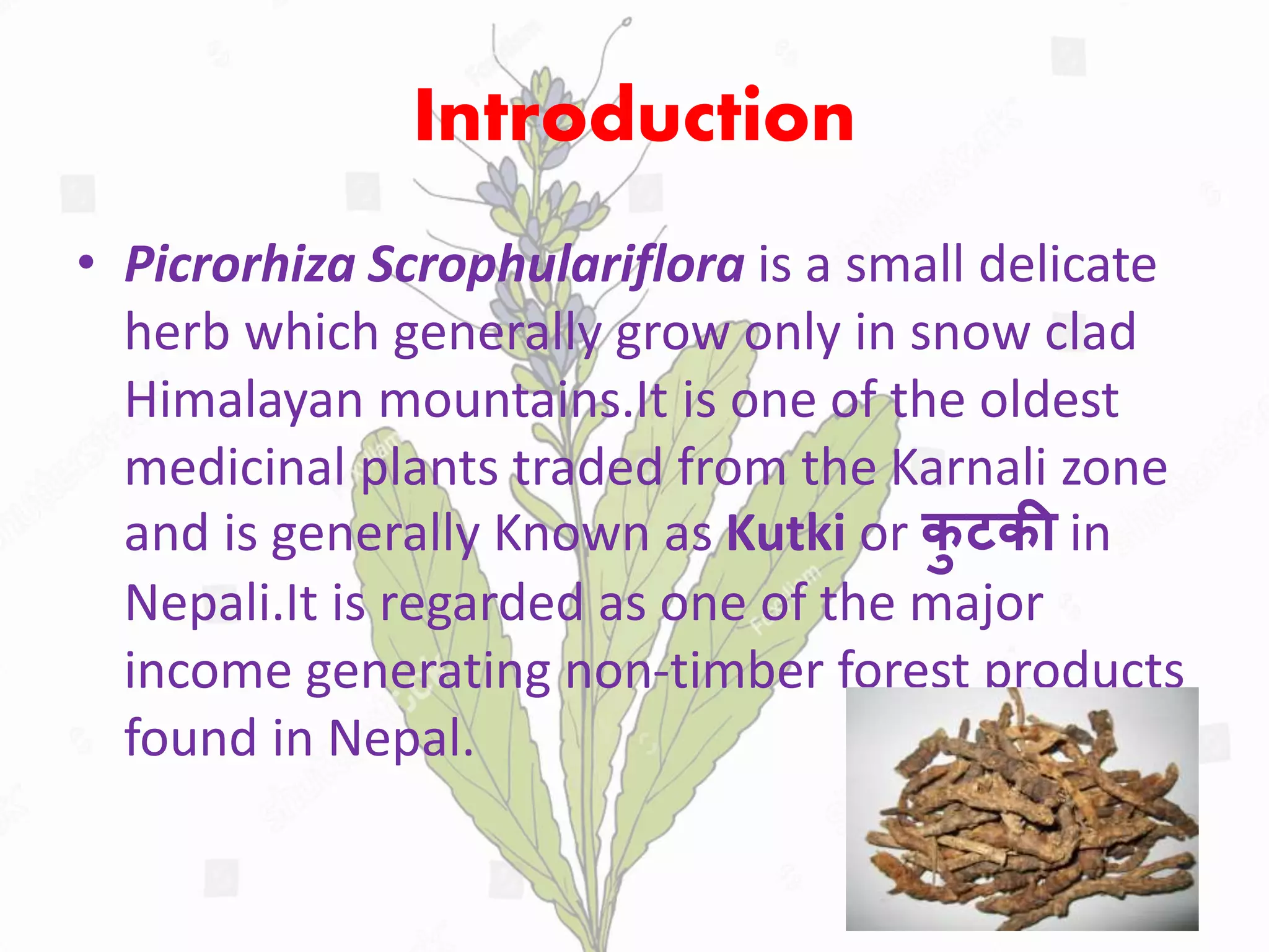 Picrorhiza scrophulariflora (kutki) | PPTX