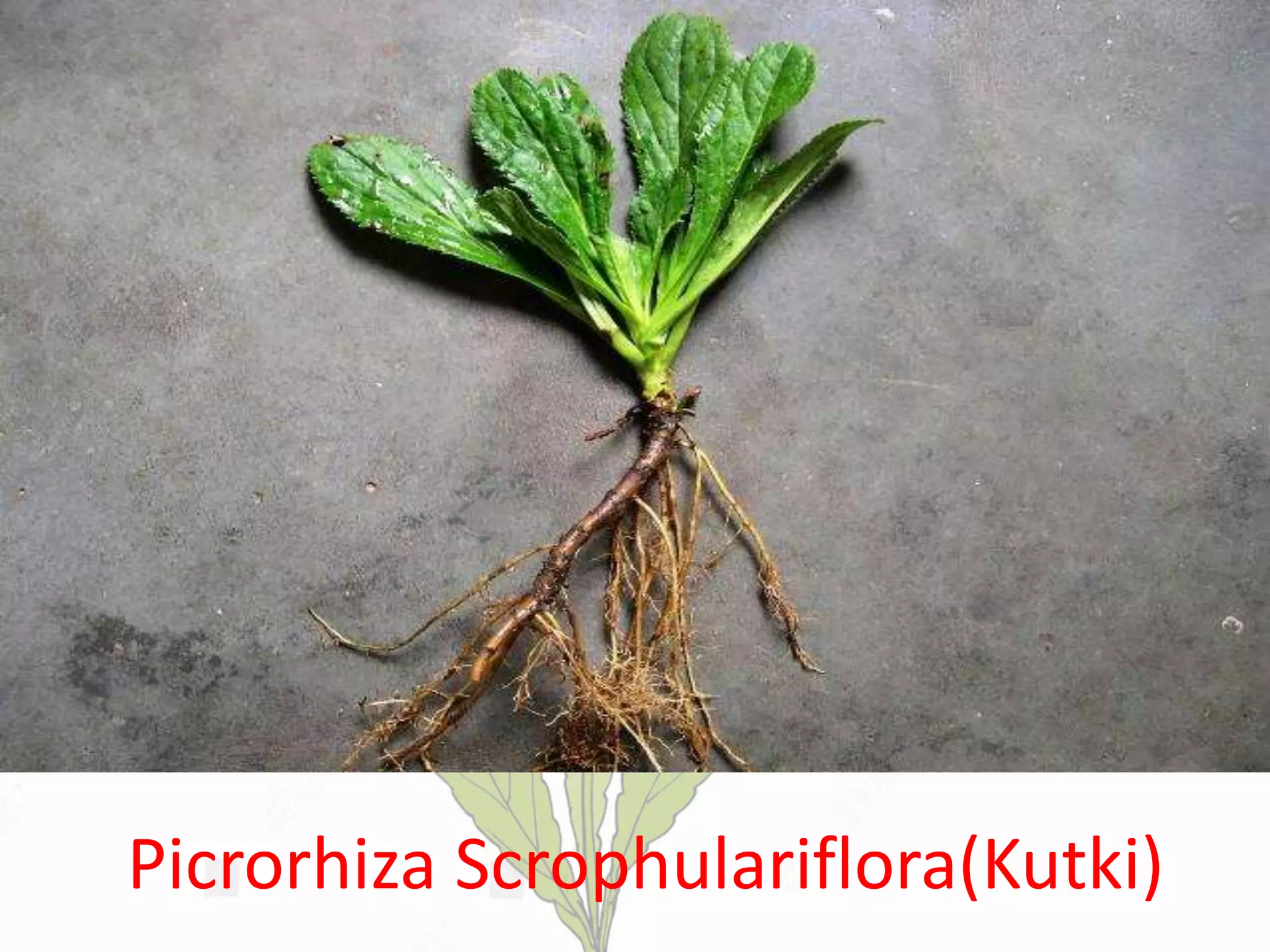 Picrorhiza scrophulariflora (kutki) | PPTX